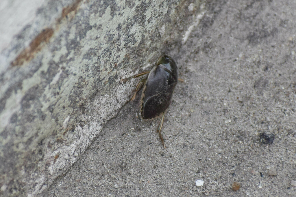 saucer bug from Курский р-н, Курская обл., Россия on April 07, 2023 at ...
