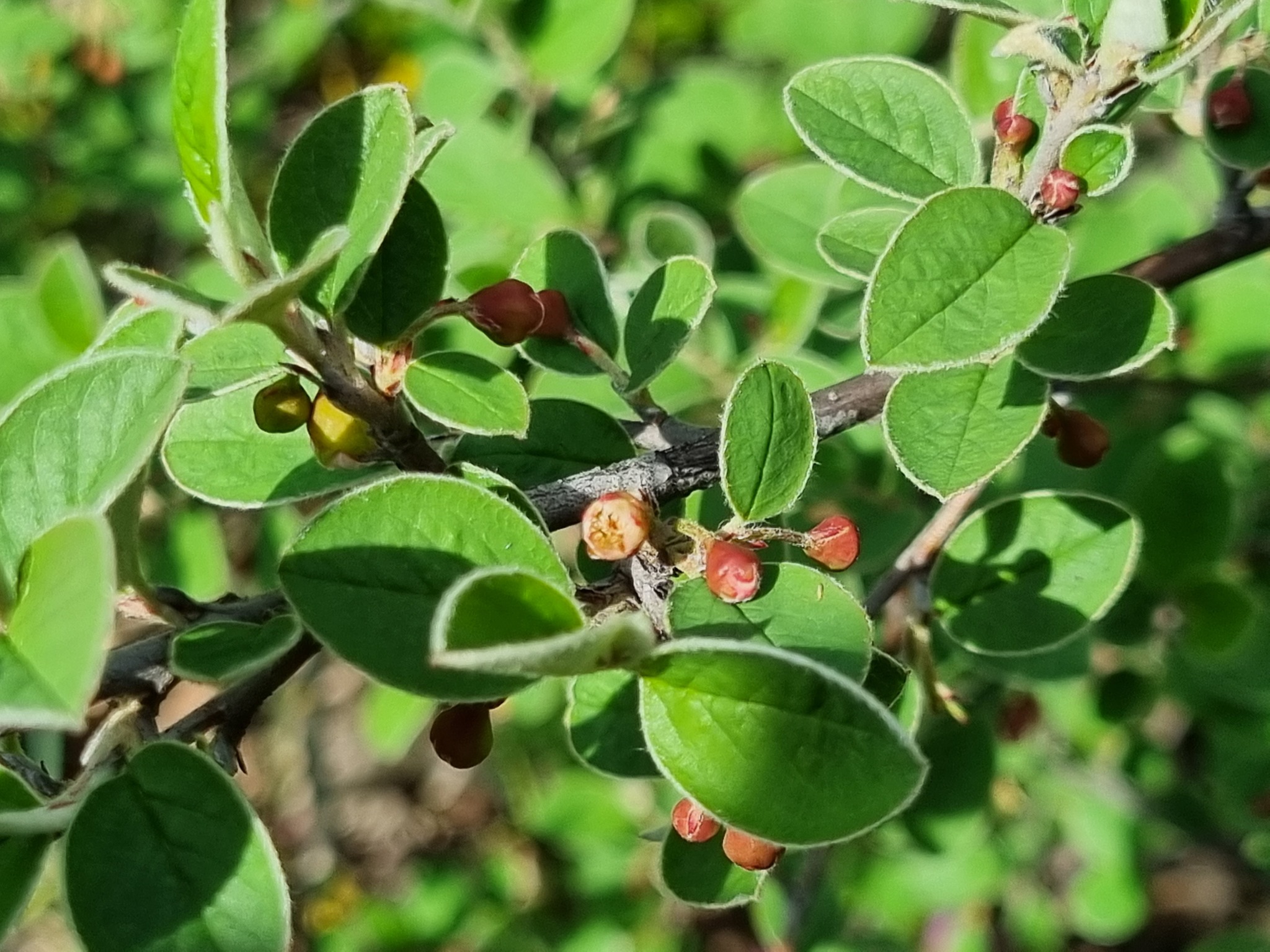 Cotoneaster integerrimus Medik.