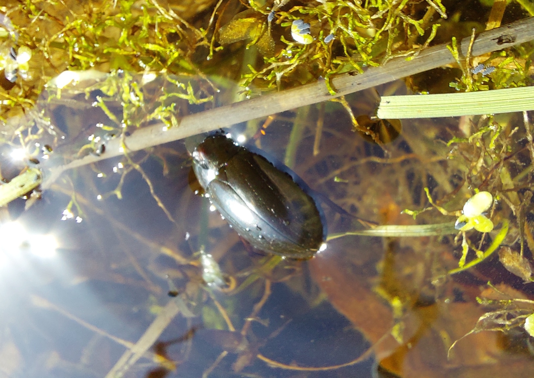 Hydrochara caraboides (Linnaeus, 1758)