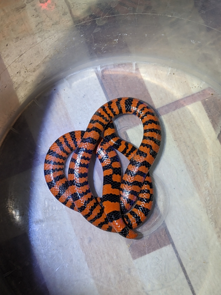 False Coral Snake from V8FX+M56, Ledoy 22510, Peru on April 6, 2023 at ...