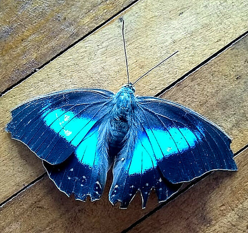 Archaeoprepona priene · iNaturalist