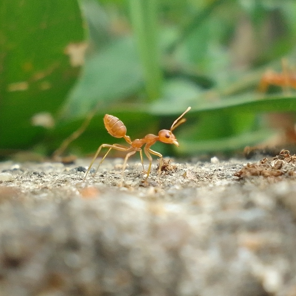 Asian Weaver Ant from KRPS-264, Shastri Nagar, Maradu, Kochi, Kerala ...