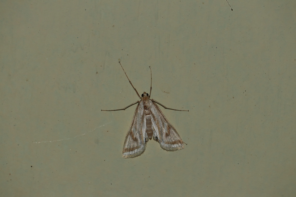 China-mark Moths in March 2023 by Joel correa · iNaturalist