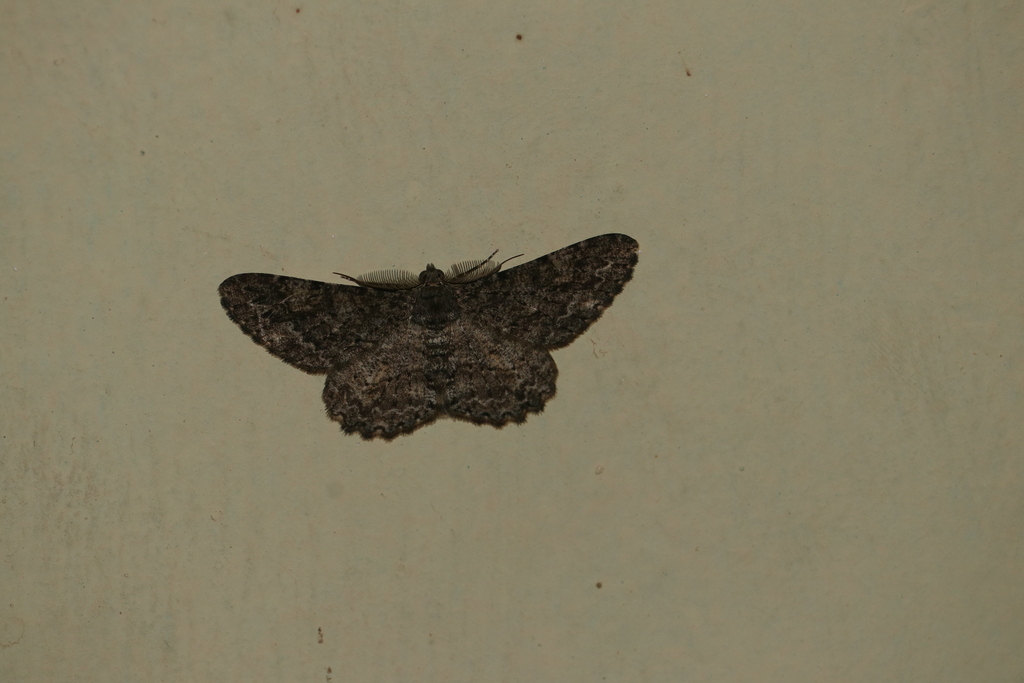 Ennominae in March 2023 by Joel correa · iNaturalist