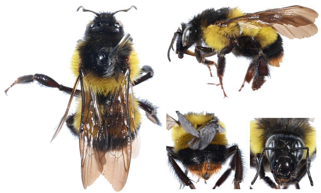 Three-striped Bumble Bee from 中国湖北省神农架林区 on June 28, 2021 at 09:40 PM ...