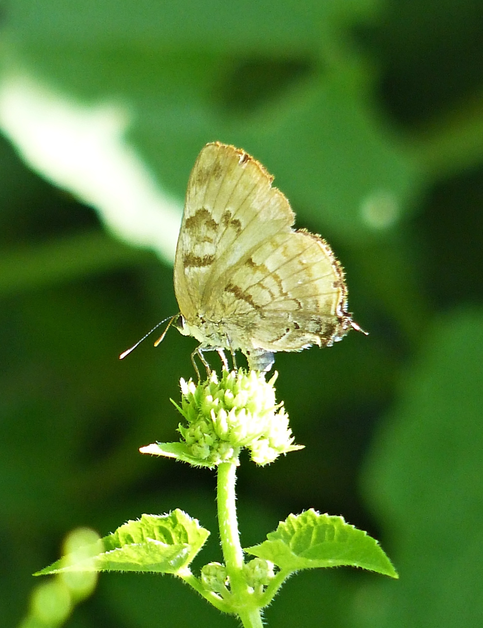 Rekoa palegon (Cramer, 1780)