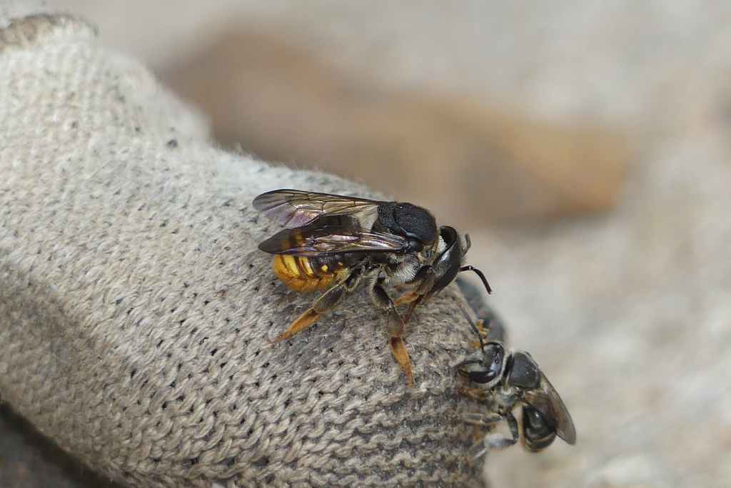 Trachusa longicornis from RW8F+PJ9, Suthep, Mueang Chiang Mai District ...