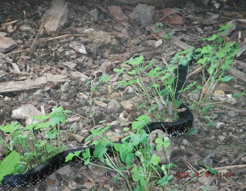Black Kingsnake from Mentone, AL, USA on April 06, 2023 at 11:07 AM by ...