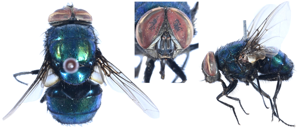 Lucilia papuensis from 中国湖北省神农架林区天生桥 on June 29, 2021 at 09:40 PM by ...