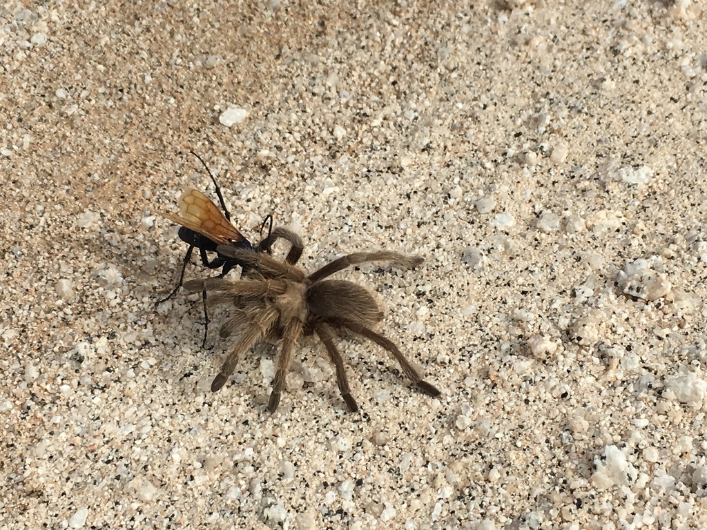 New World Tarantula-hawk Wasps from 85356, Wellton, AZ, US on October ...