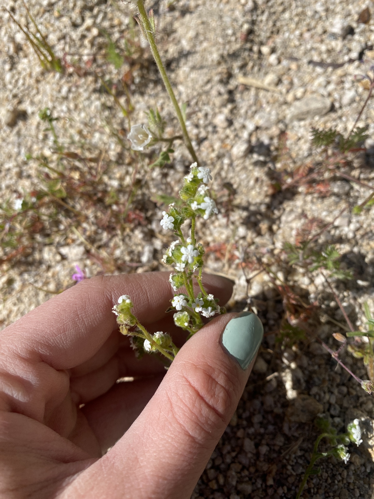 Cryptantha utahensis (A.Gray) Greene