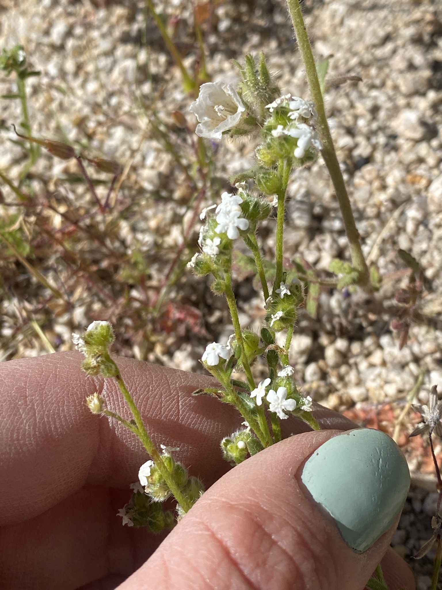 Cryptantha utahensis (A.Gray) Greene