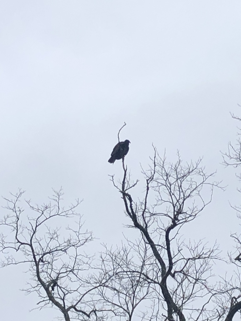 Turkey Vulture from Daniel Boone National Forest, Stearns, KY, US on ...