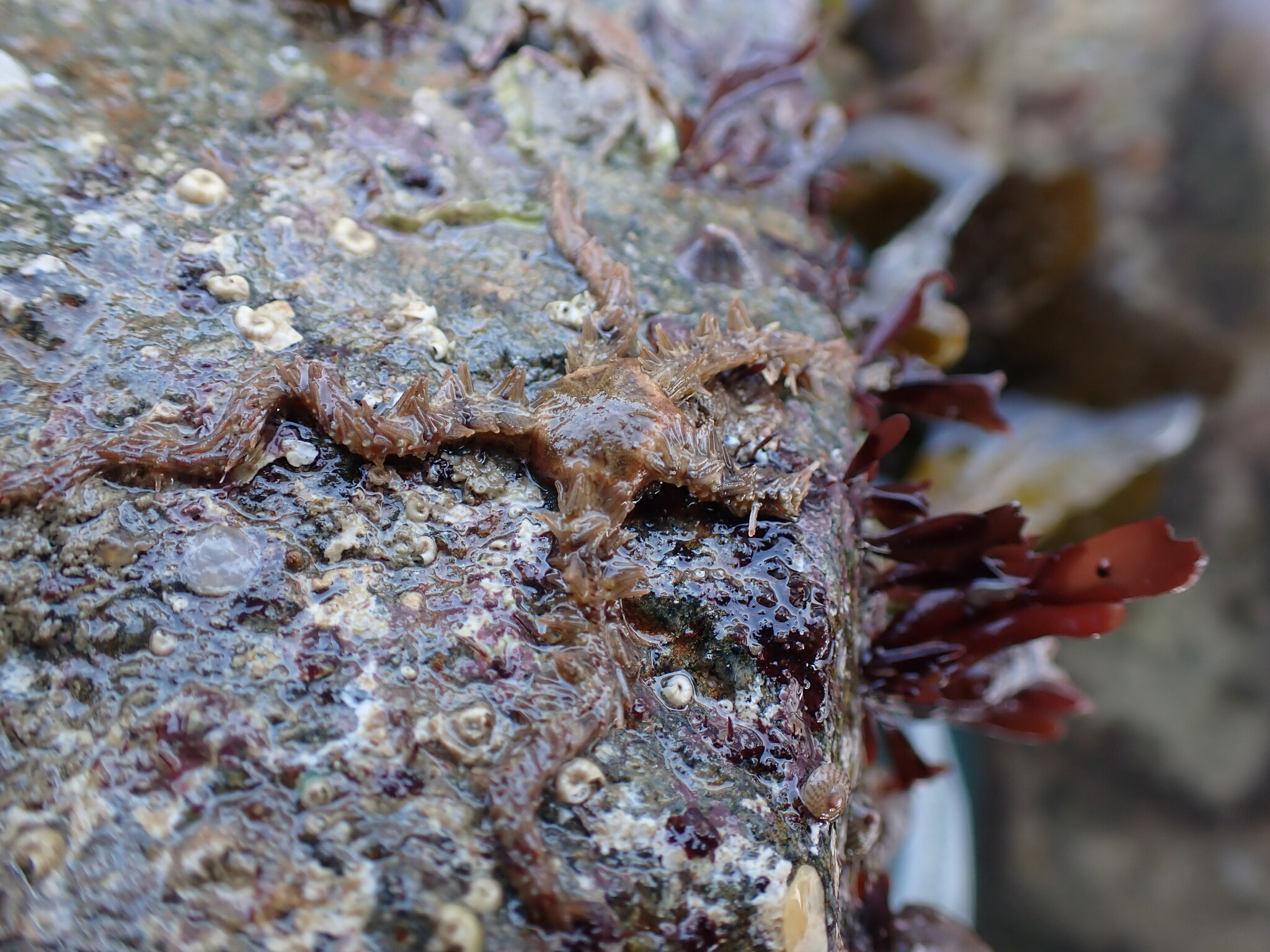 Ophiothrix fragilis (Abildgaard, 1789)