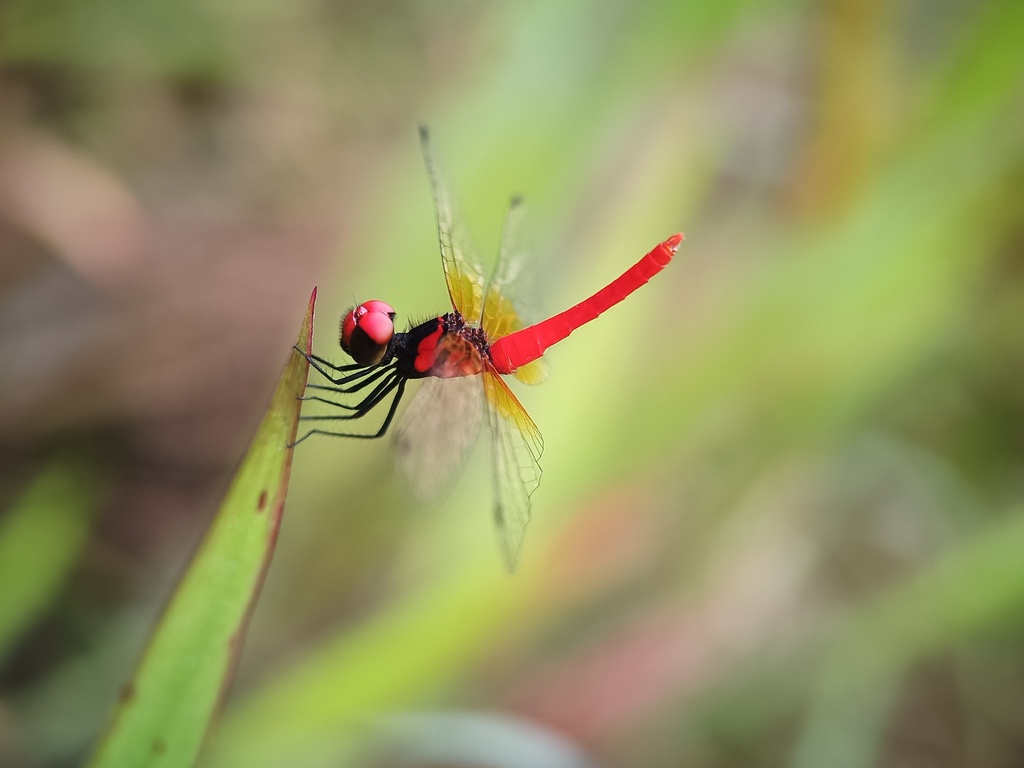 Scarlet Pygmy from Central Water Catchment, Singapore on April 06, 2023 ...