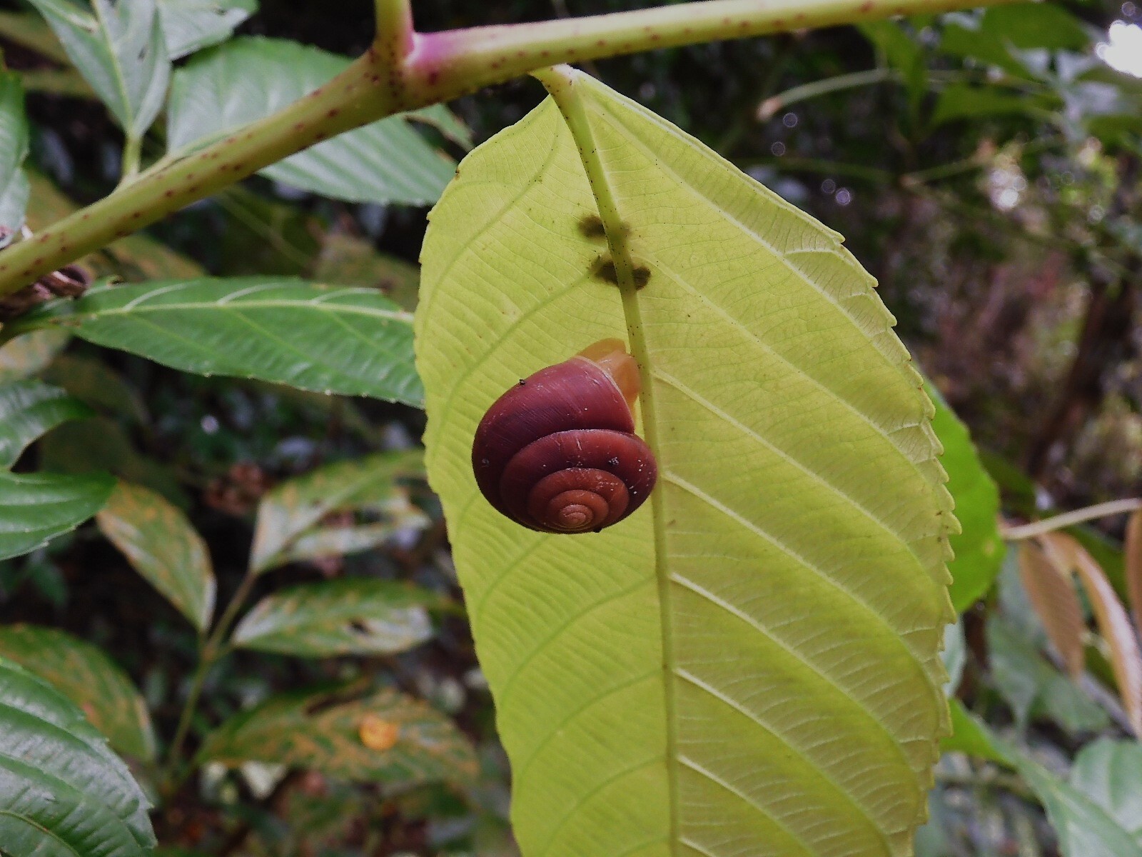 Quantula striata (J.E.Gray, 1834)