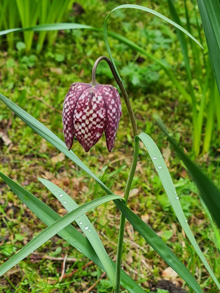 snake's-head fritillary in April 2023 by Alison Copeland · iNaturalist