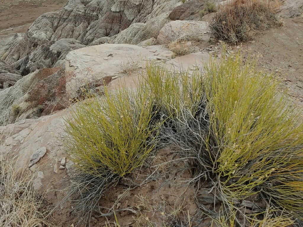 goldenbushes from Apache County, AZ, USA on March 25, 2021 at 03:27 PM ...