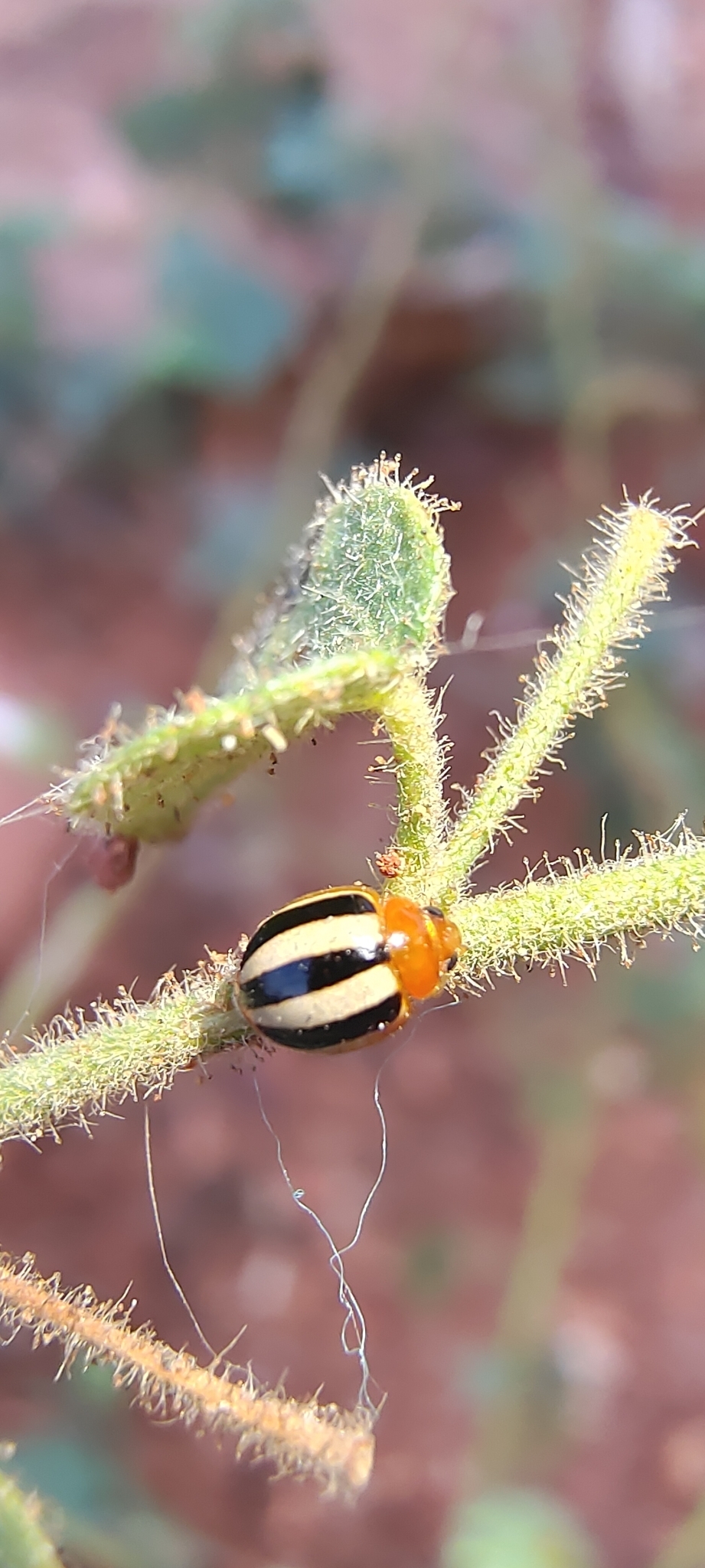 Brumoides E.A.Chapin, 1965