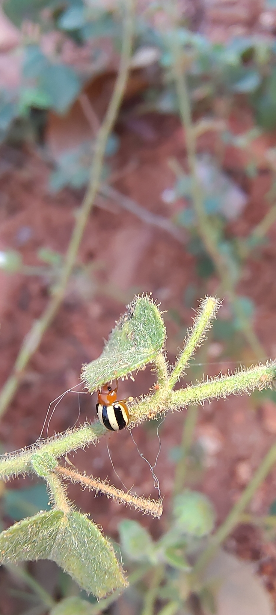 Brumoides E.A.Chapin, 1965