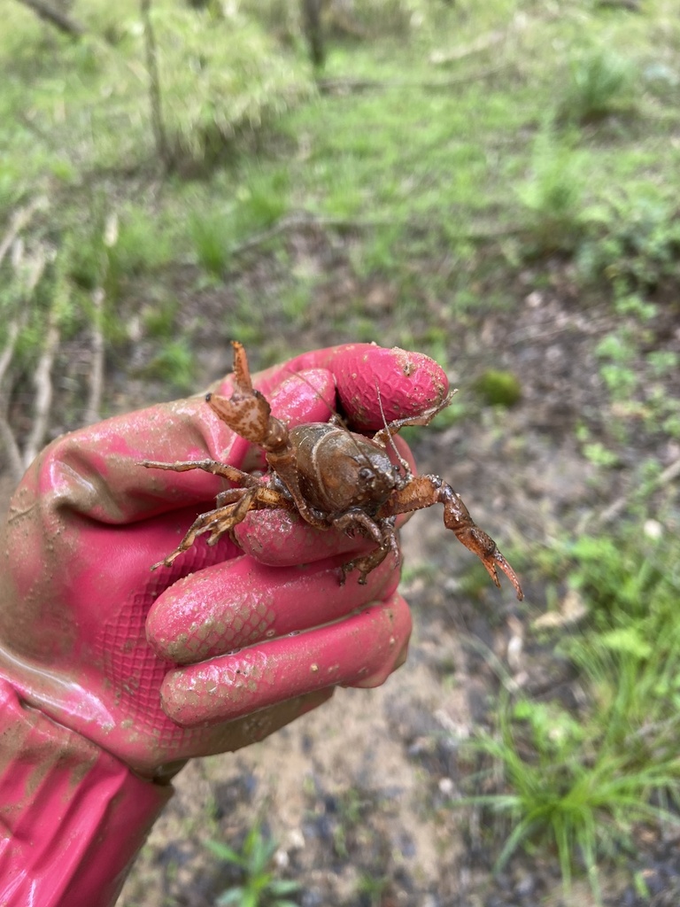 Mimic Crayfish in April 2023 by mstubbs37 · iNaturalist