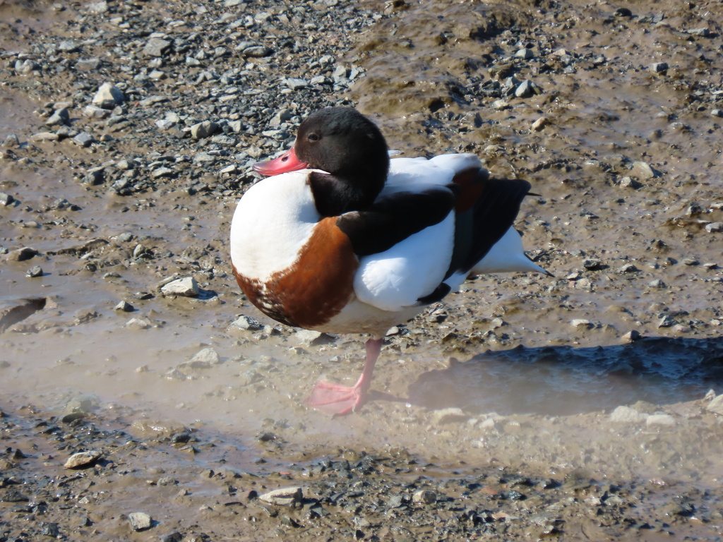 Common Shelduck from River Thames, Barking, England, GB on April 7 ...