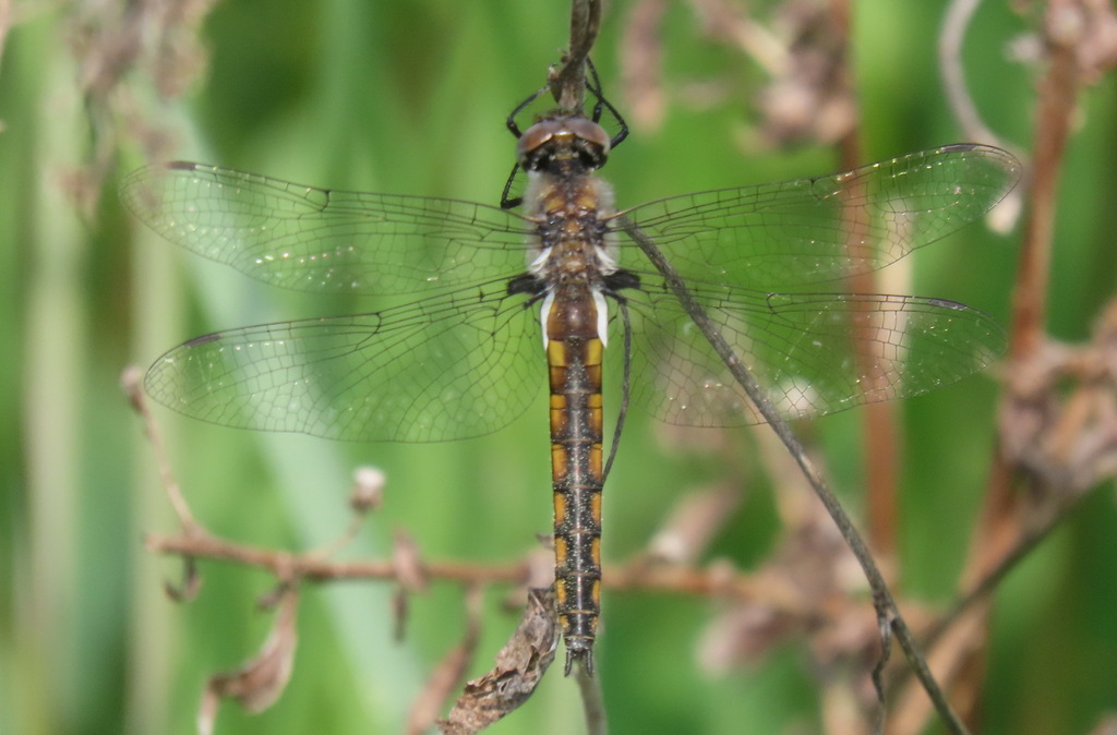 Common Baskettail from Willow Oaks, Richmond, VA 23225, USA on April 06 ...