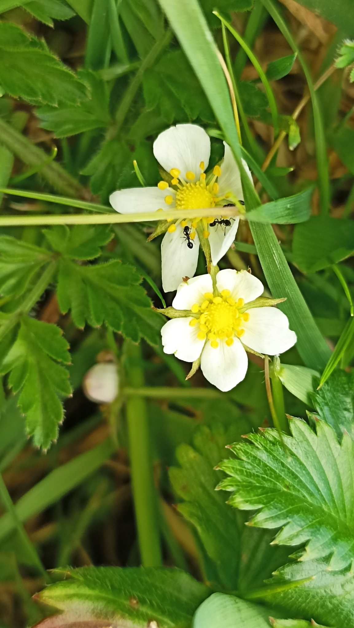 Fragaria vesca subsp. vesca