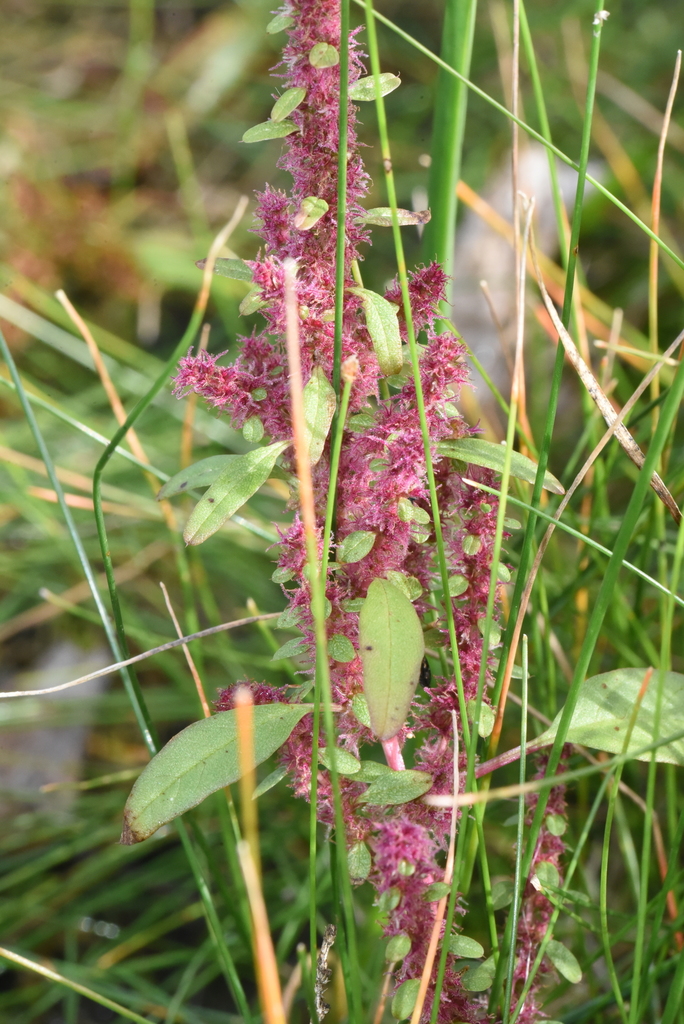rough-fruit amaranth (Amaranthus tuberculatus) - Botanical Realm