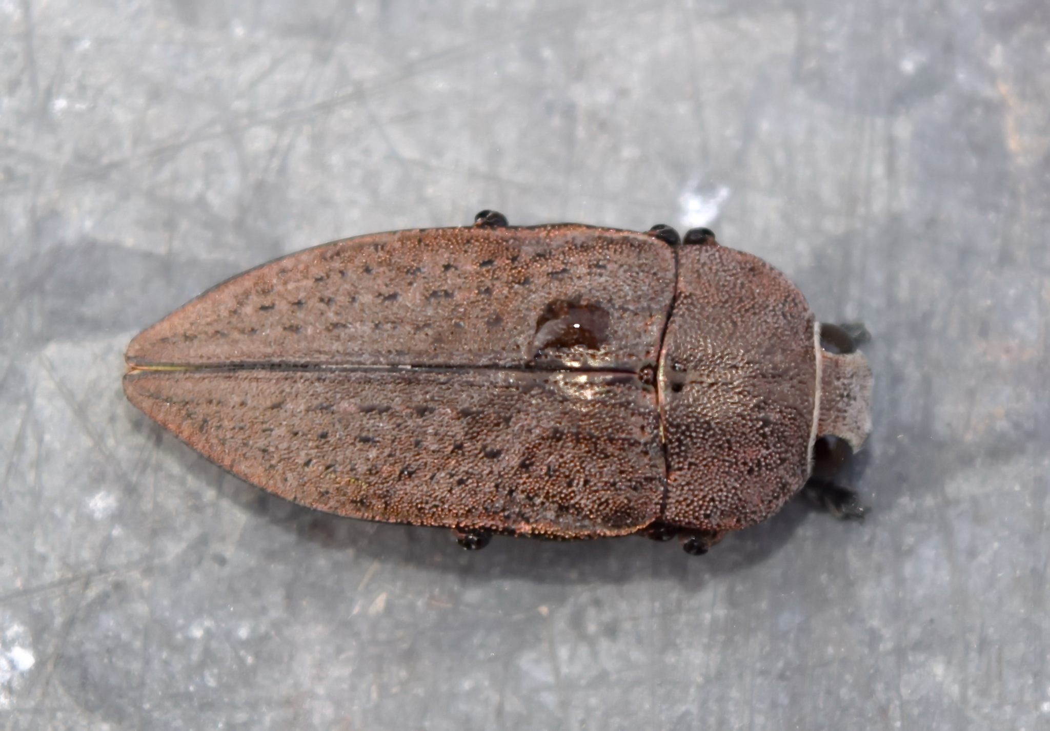 Perotis lugubris (Fabricius, 1777)