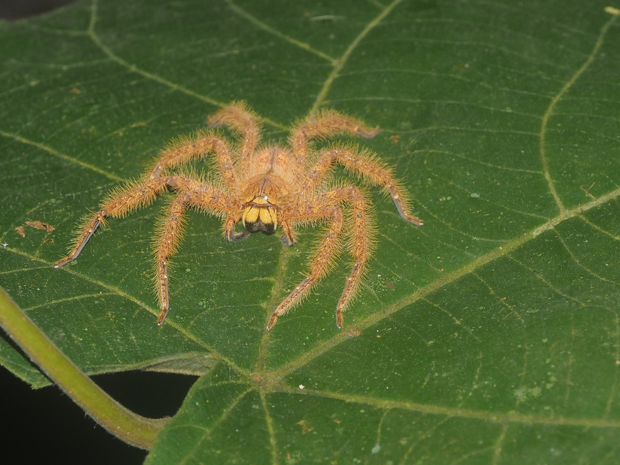Heteropoda davidbowie Jäger, 2008