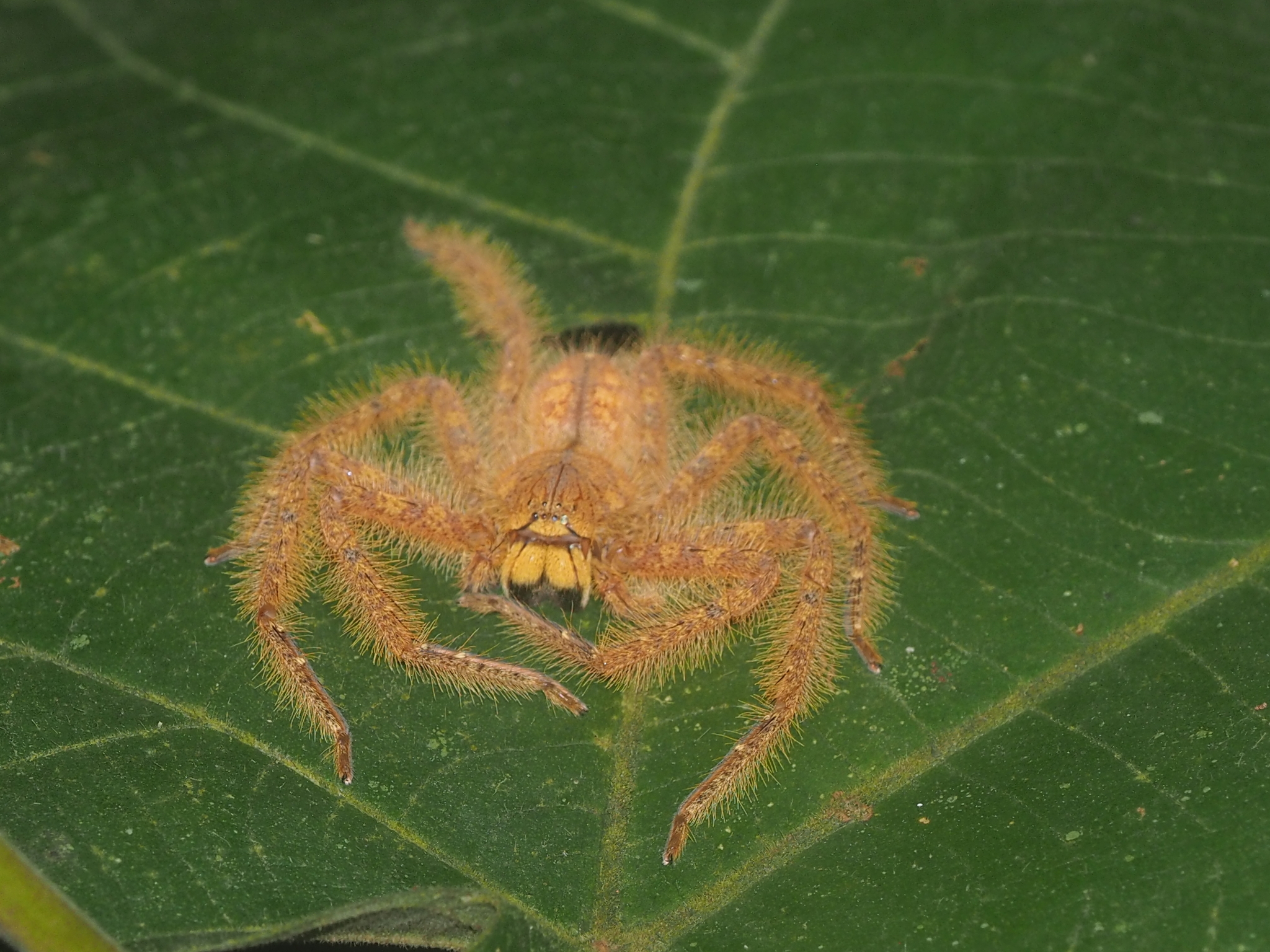 Heteropoda davidbowie Jäger, 2008
