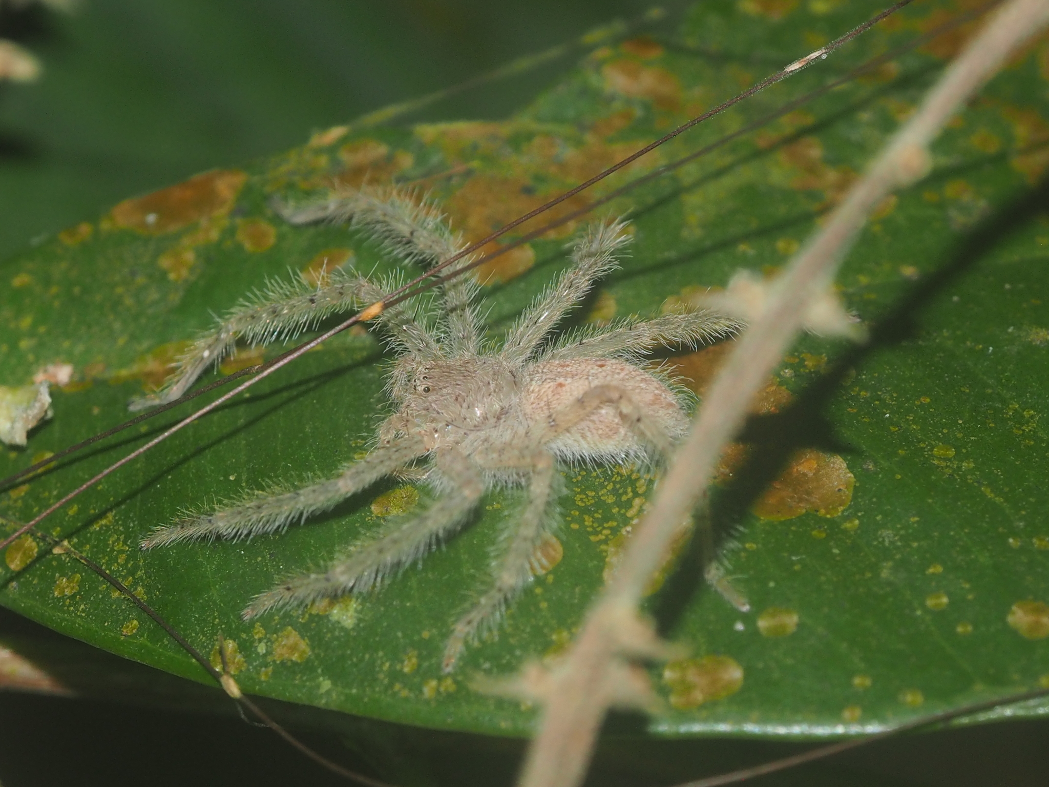 Heteropoda davidbowie Jäger, 2008