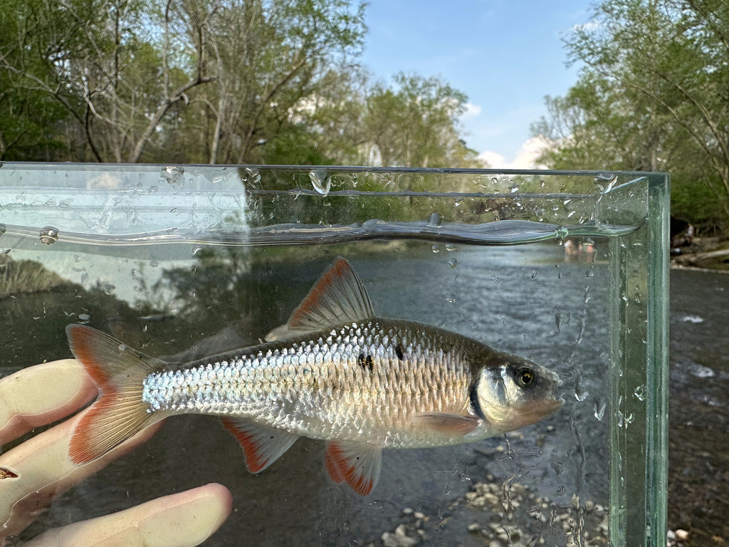 White Shiner from Durham, NC, USA on April 05, 2023 at 04:15 PM by ...