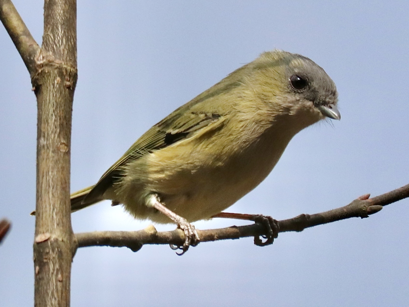 Pteruthius xanthochlorus J.E.Gray & G.R.Gray, 1847