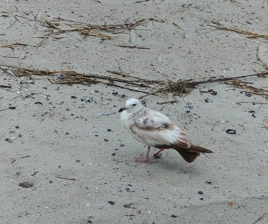 Large White-headed Gulls from Chatham County, GA, USA on May 26, 2020 ...