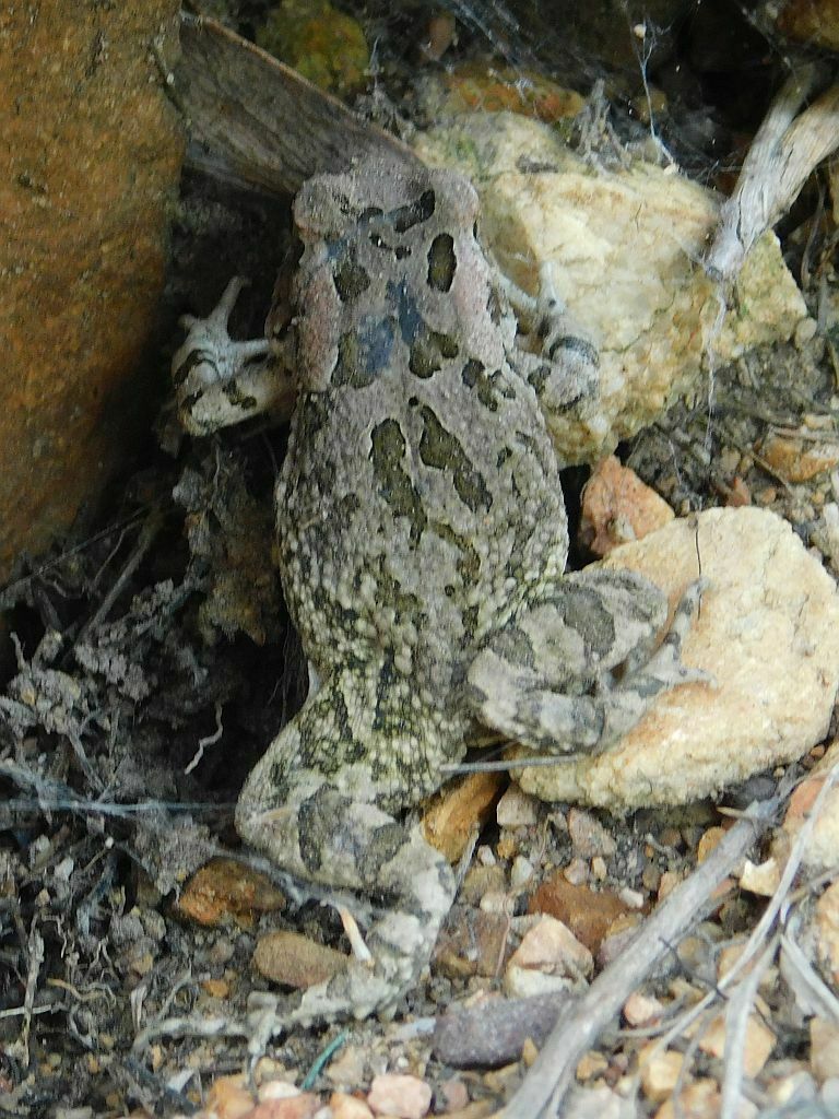 Raucous Toad from Hardepeer Trail Greyton, 7233, South Africa on April ...