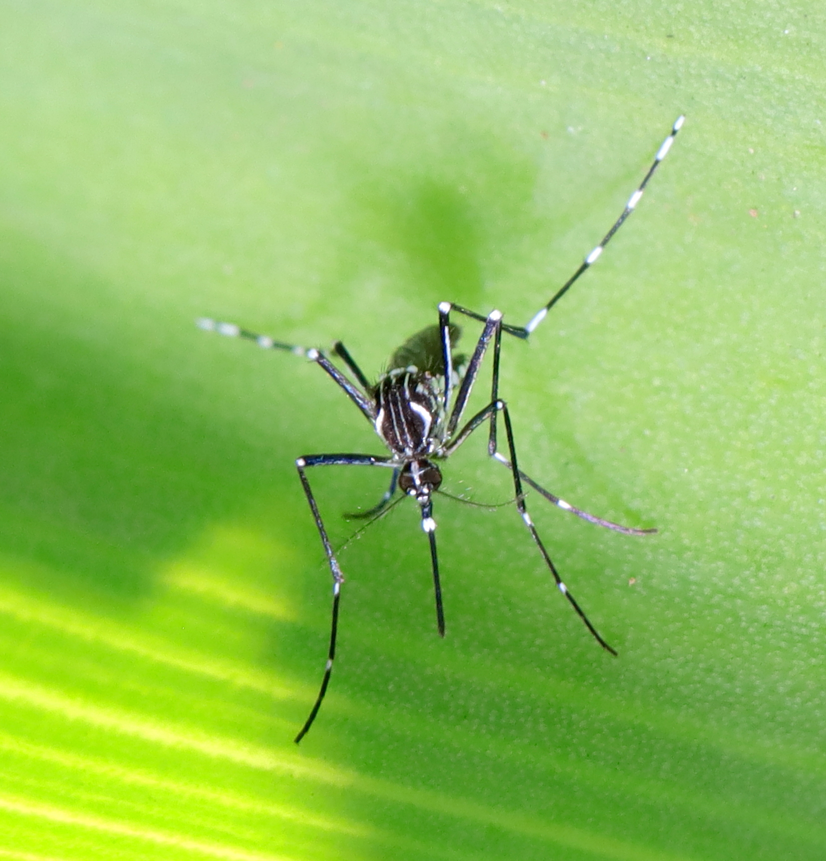 Aedes aegypti (Linnaeus, 1762)