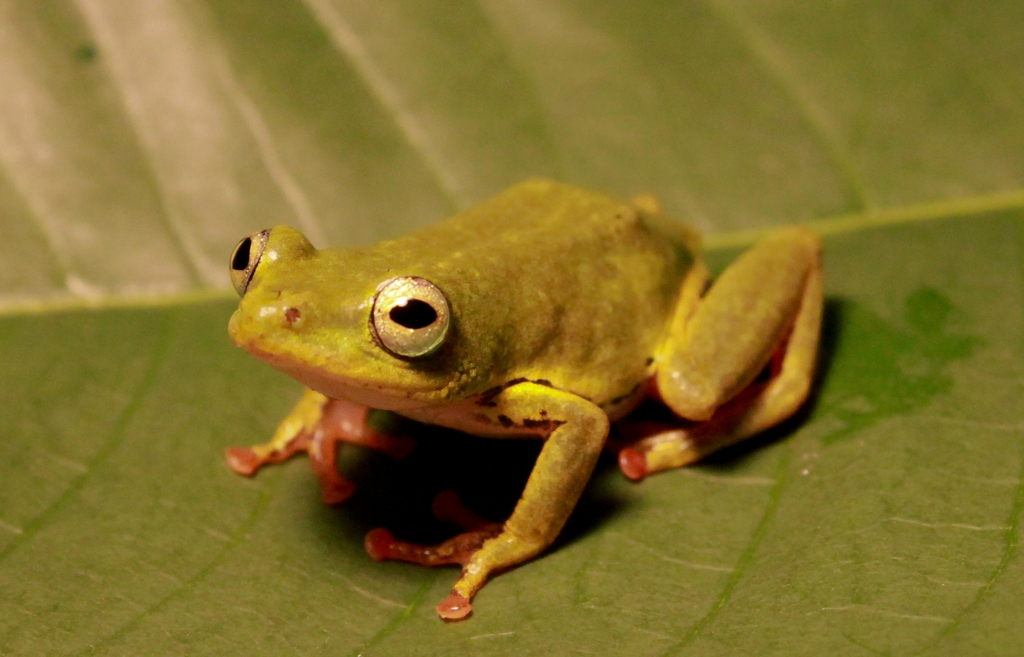 Cinnamon-bellied Reed Frog (Herpetofauna of Angola) · iNaturalist