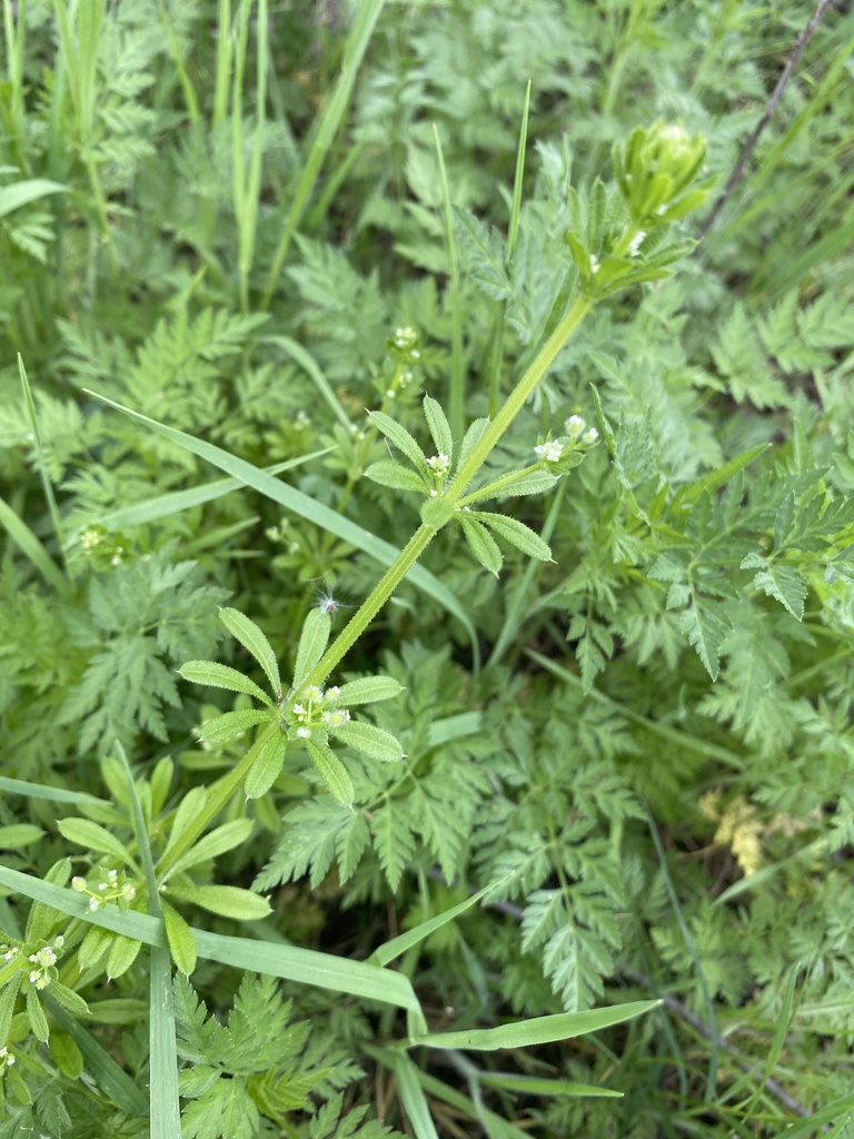catchweed bedstraw from River Legacy Park, Fort Worth, TX, US on April ...