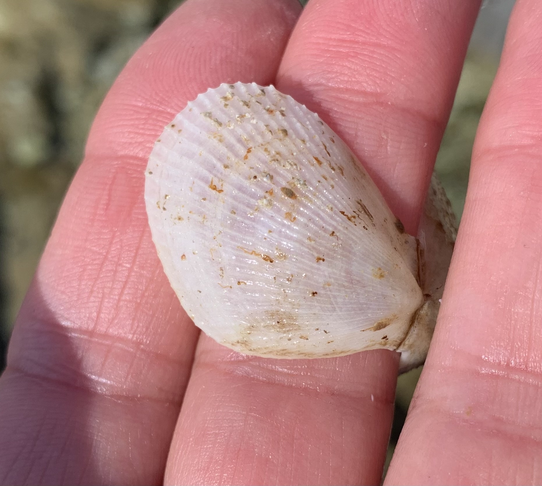 Limaria tuberculata (Olivi, 1792)