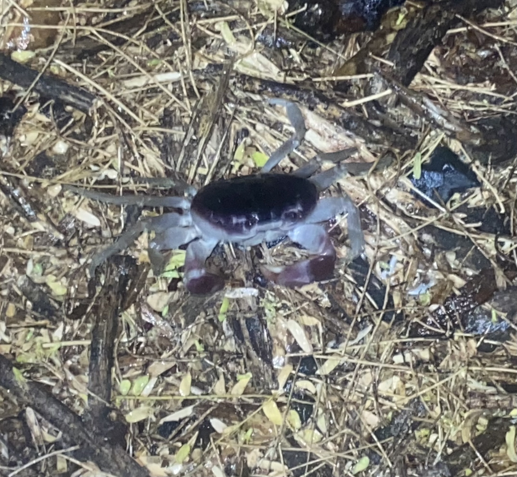 Gecarcinus lateralis Guérin, 1832