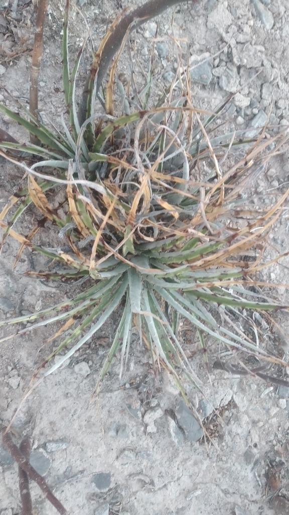 Texas False Agave from La Maquina on March 24, 2023 at 07:02 PM by ...