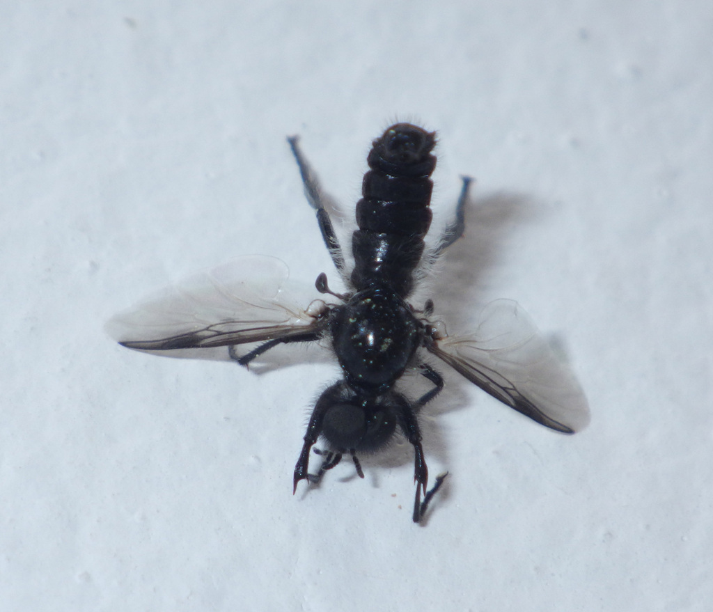 Greek March Fly from Livadas 730 09, Griechenland on April 7, 2023 at ...