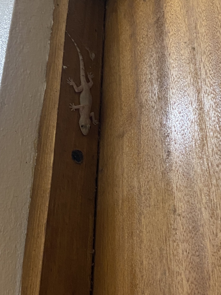 Tropical House Gecko from Puerto Rico, Aguada, Puerto Rico, US on March ...