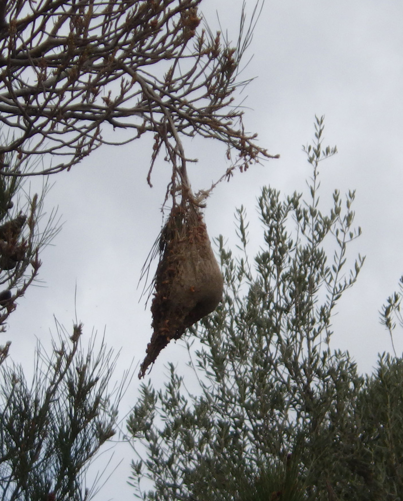 Cyprus Processionary Moth from Kreta, Griechenland on April 7, 2023 at ...