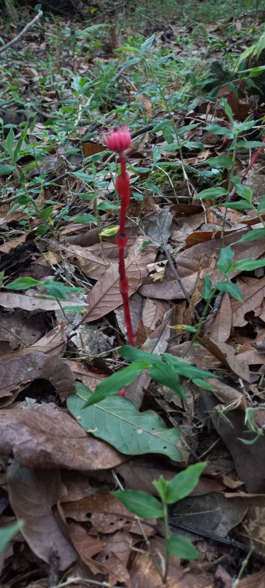 Monotropa coccinea Zucc.