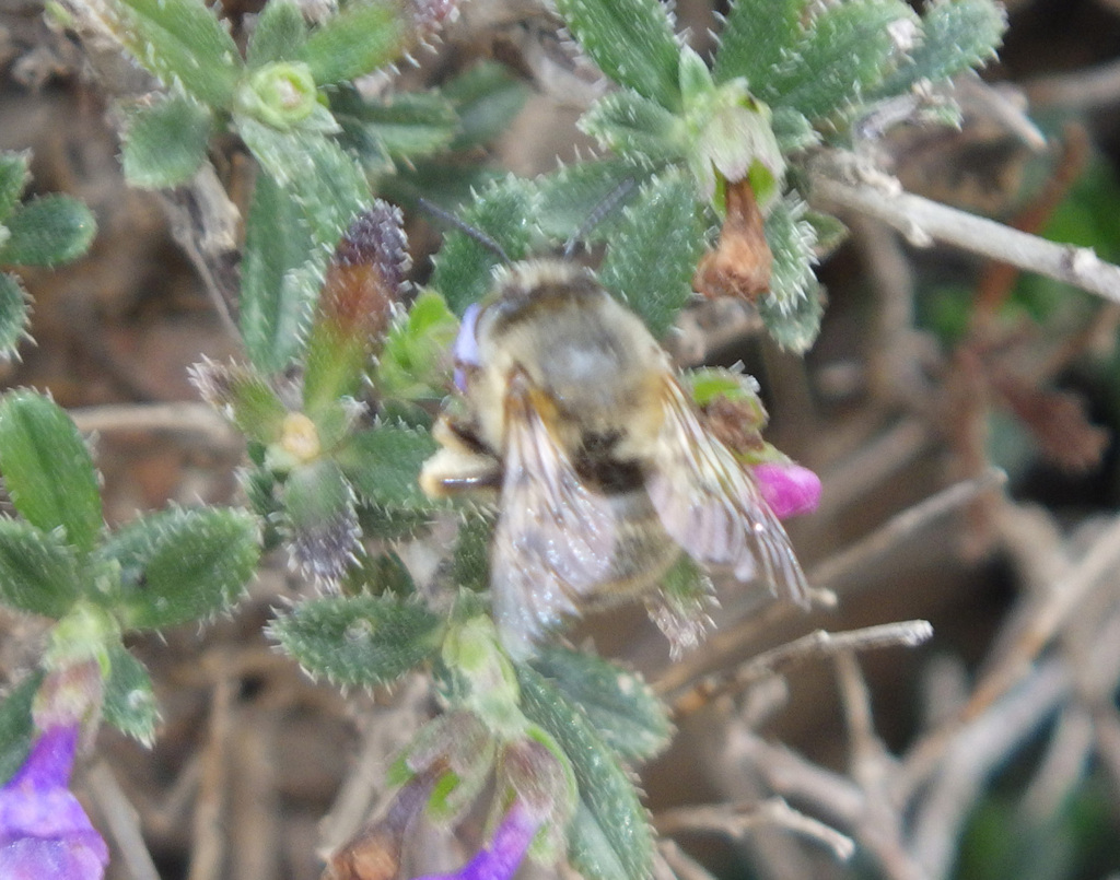 Common Digger Bees from Kreta, Griechenland on April 7, 2023 at 11:16 ...