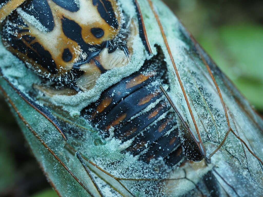 Metarhizium from Ōkato, New Zealand on April 07, 2023 at 07:56 PM by ...