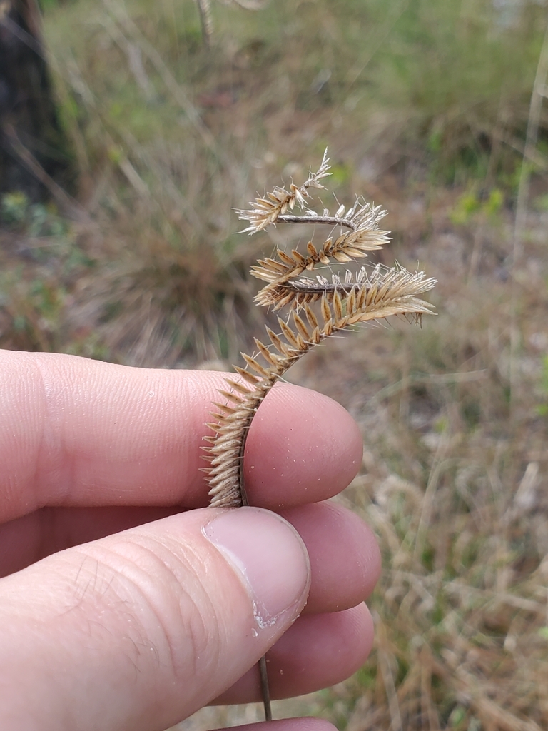 Toothache grass from Holt, FL 32564, USA on 02 April, 2023 at 01:20 PM ...